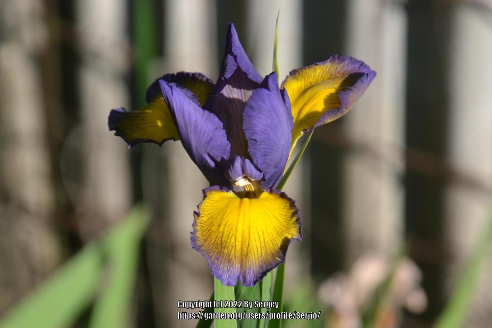 Photo of the bloom of Spuria Iris (Iris 'Clara Ellen') posted by Serjio ...