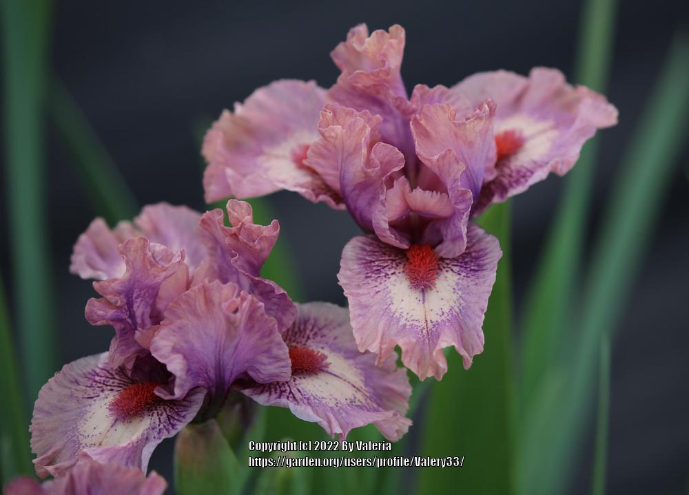 Photo of the bloom of Standard Dwarf Bearded Iris (Iris 'Raspberry Ice ...