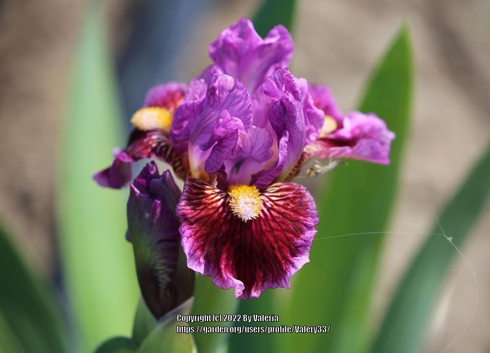 Photo of the bloom of Standard Dwarf Bearded Iris (Iris 'Ray of Light ...