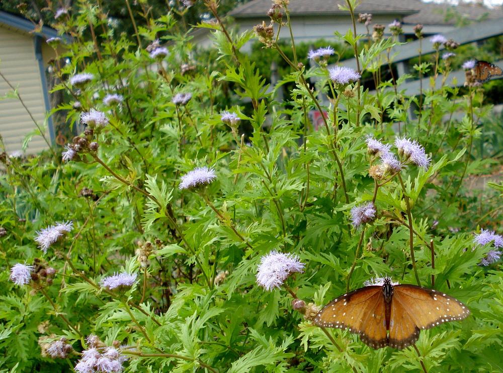Photo of the bloom of Gregg's Mistflower (Conoclinium greggii) posted ...