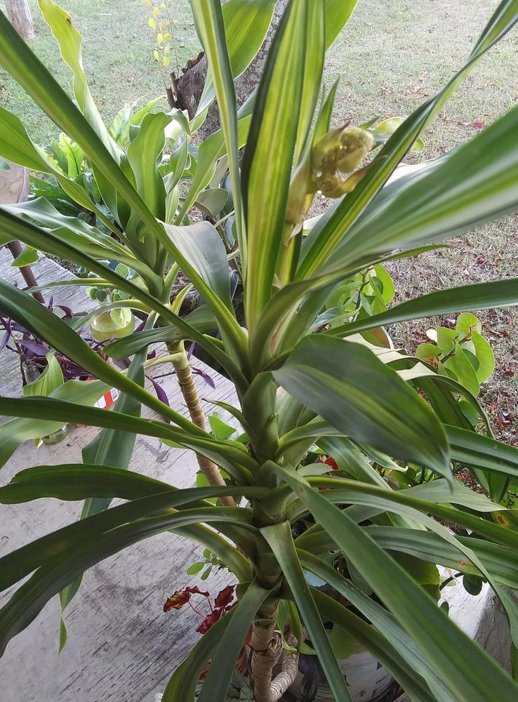 Photo of the entire plant of Dracaena reflexa 'Riki' posted by ...