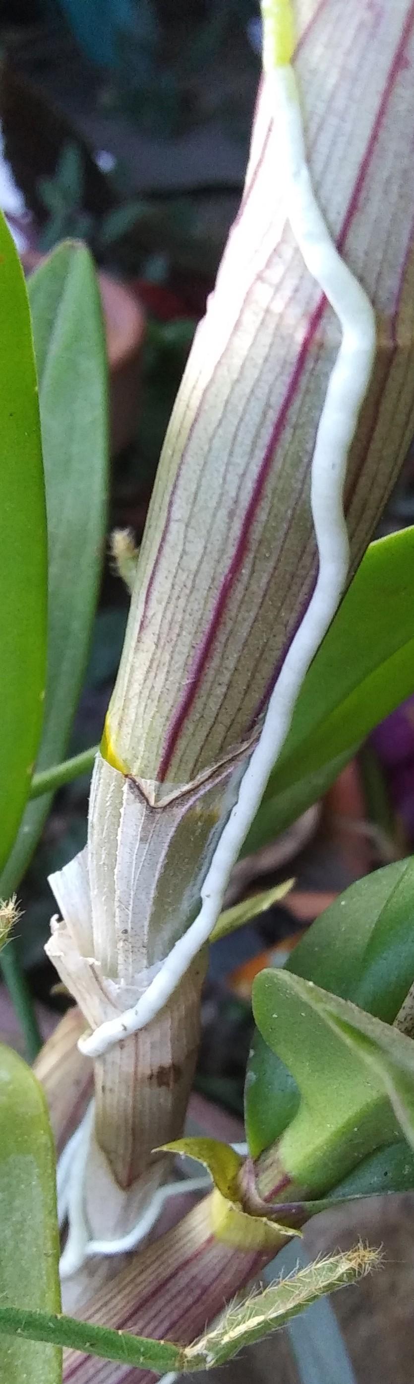 Photo of the roots of Orchid (Dendrobium) posted by purpleinopp ...