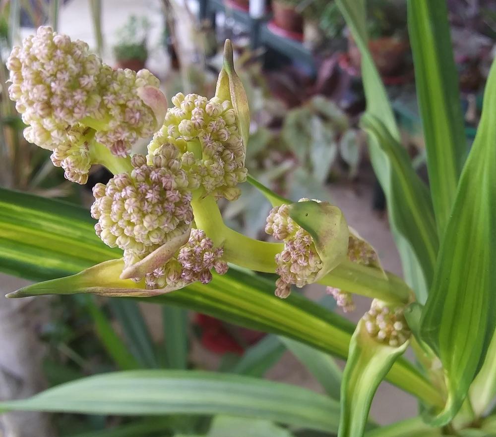Photo of the closeup of buds, sepals and receptacles of Dracaena ...