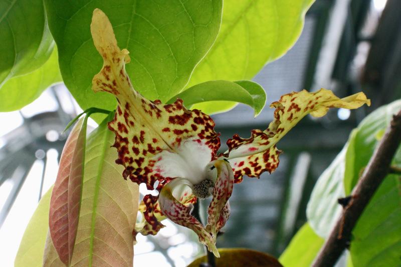Photo of the bloom of Calabash Nutmeg (Monodora myristica) posted by ...