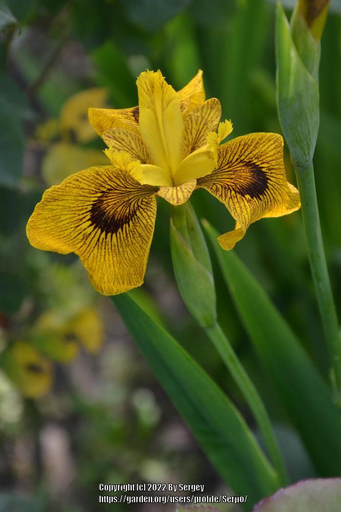 Photo of the bloom of Species X Iris (Iris 'Roy Davidson') posted by Serjio - Garden.org