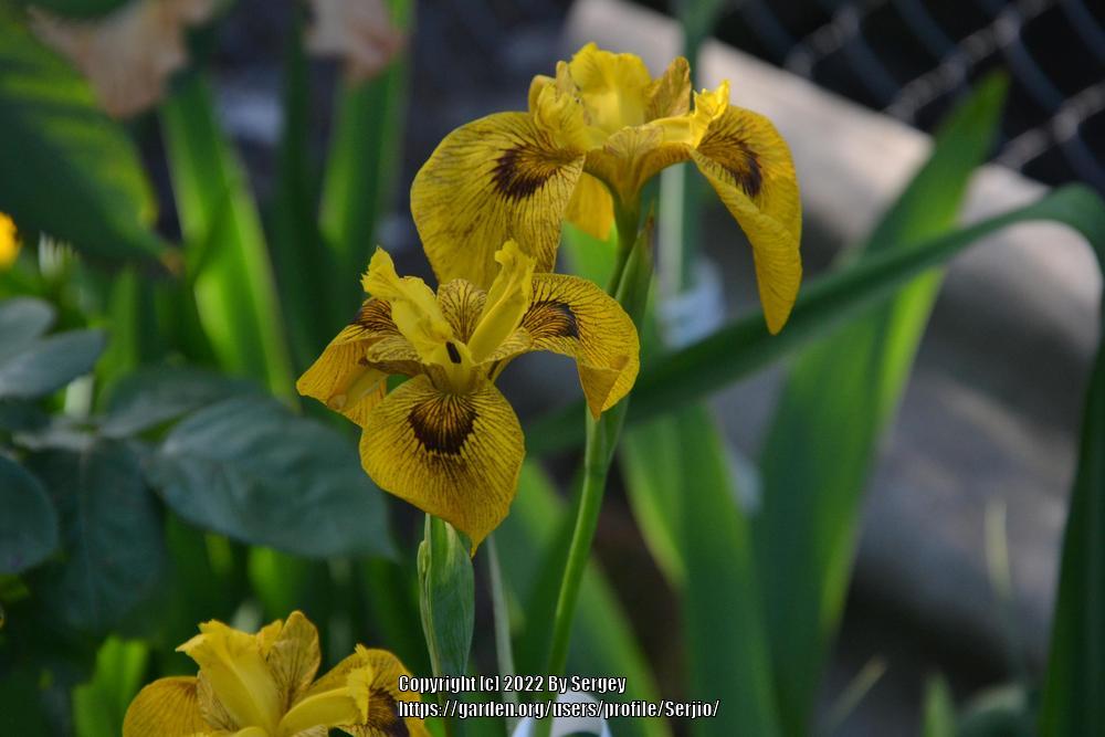 Photo of the bloom of Species X Iris (Iris 'Roy Davidson') posted by Serjio - Garden.org