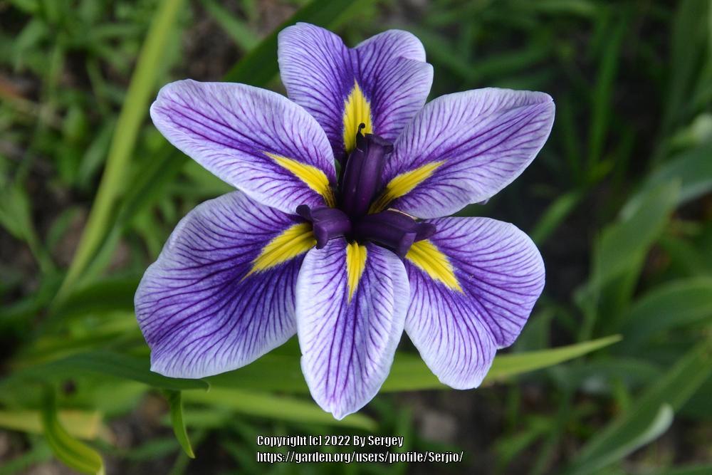 Photo of the bloom of Japanese Iris (Iris ensata 'Printsessa Ukoka') posted by Serjio - Garden.org