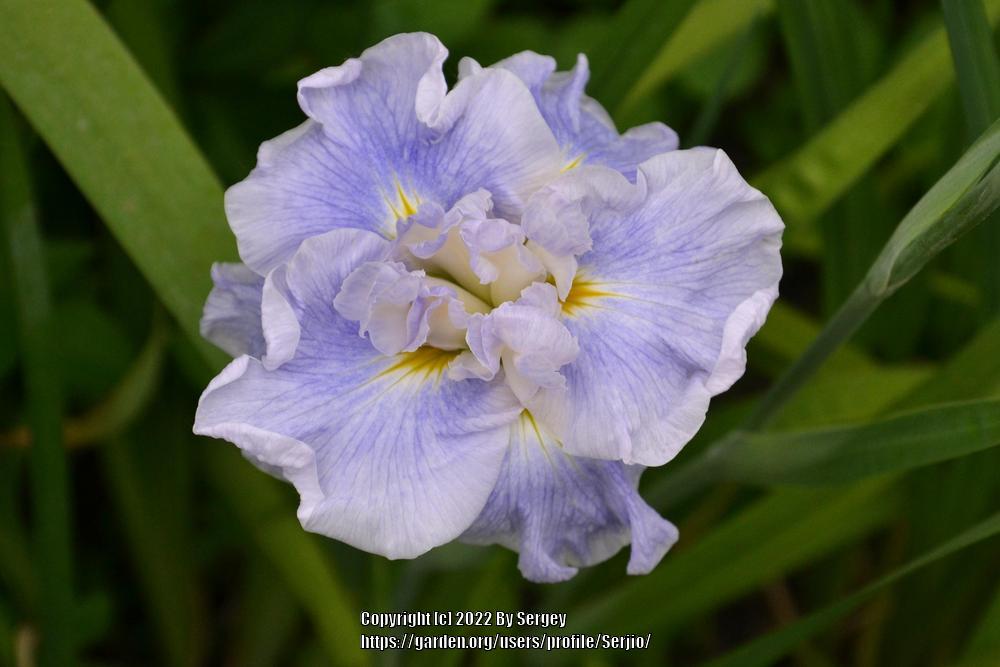 Photo of the bloom of Japanese Iris (Iris ensata 'Wave Action') posted by Serjio - Garden.org