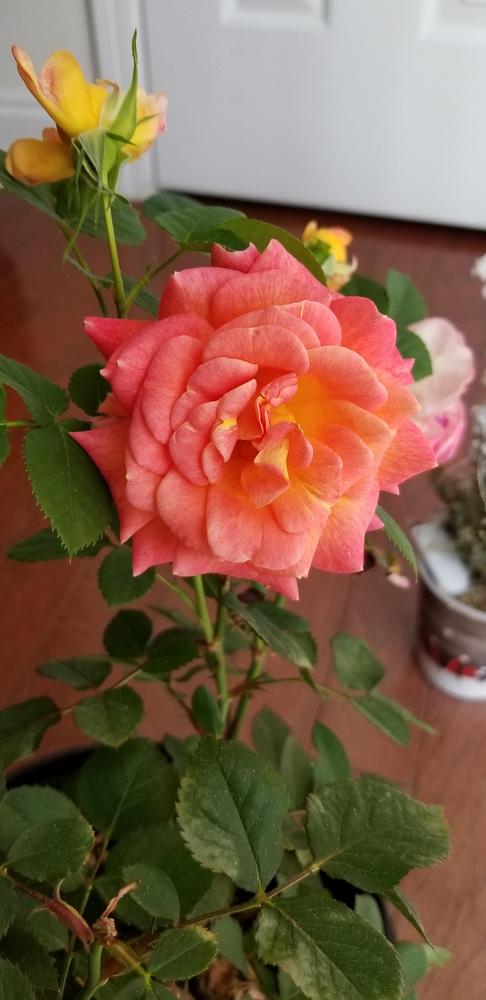 Rose identification in the Roses forum - Garden.org