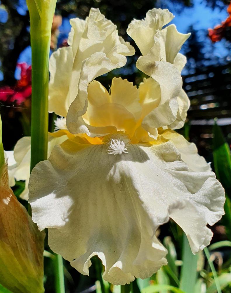 Photo of the bloom of Tall Bearded Iris (Iris 'Devonshire Cream ...