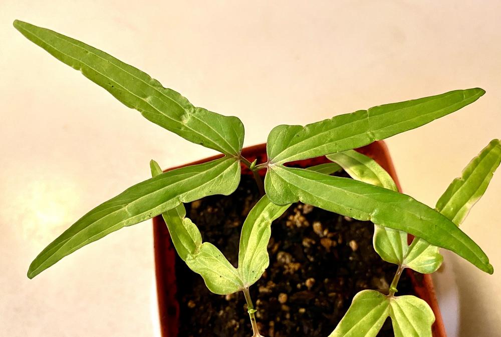 Photo of the seedling or young plant of Bumpy Convolvulaceae (Ipomoea ...