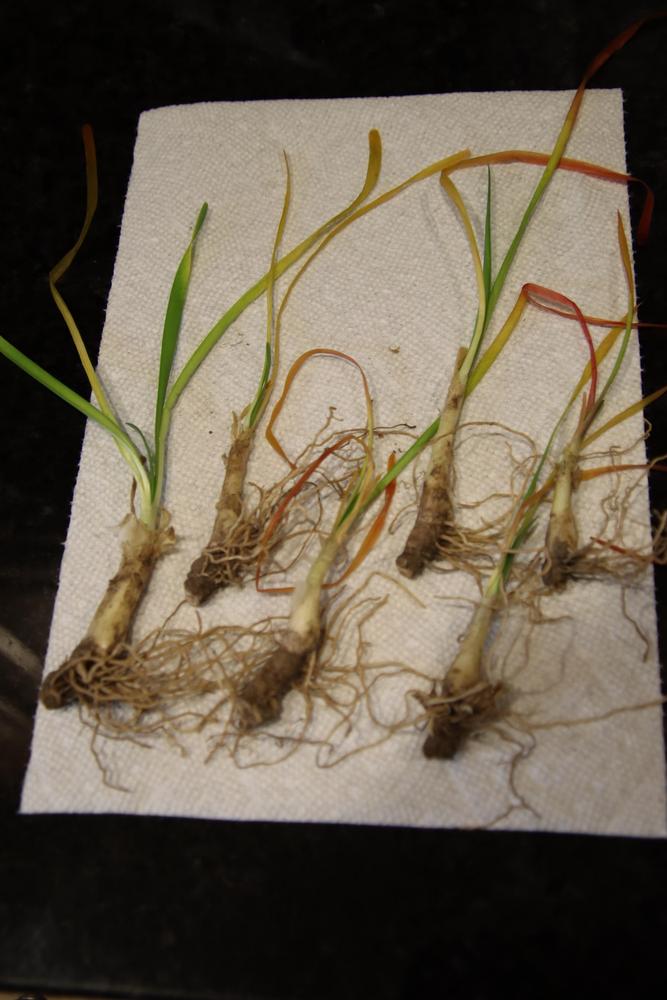 Photo of the bulb of German Garlic (Allium senescens) posted by LoriMT ...