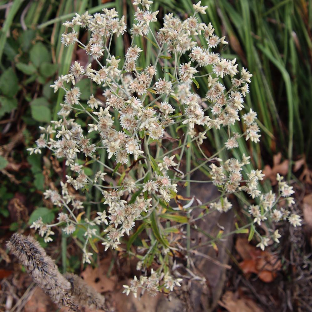 Photo of the entire plant of Sweet Everlasting (Pseudognaphalium ...
