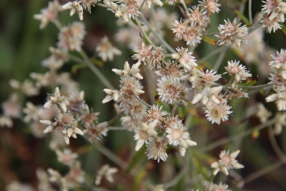 Photo of the bloom of Sweet Everlasting (Pseudognaphalium obtusifolium ...
