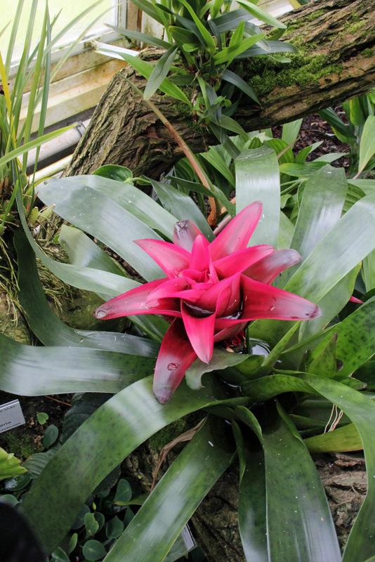 Photo of the bloom of Bromeliad (Nidularium rutilans) posted by ...
