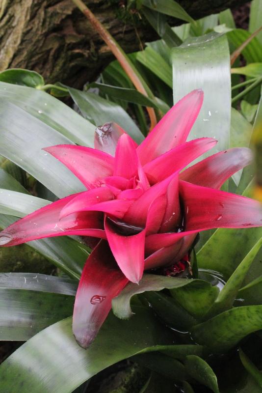 Photo of the bloom of Bromeliad (Nidularium rutilans) posted by ...