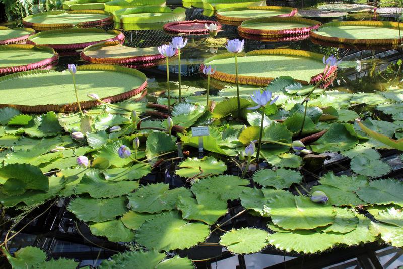 Photo of the entire plant of Australian Water Lily (Nymphaea gigantea ...
