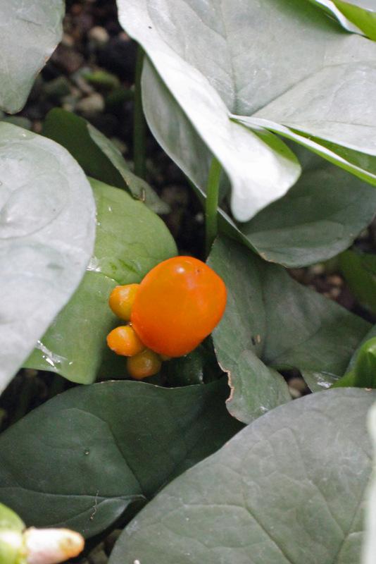 Nephthytis swainei - Garden.org