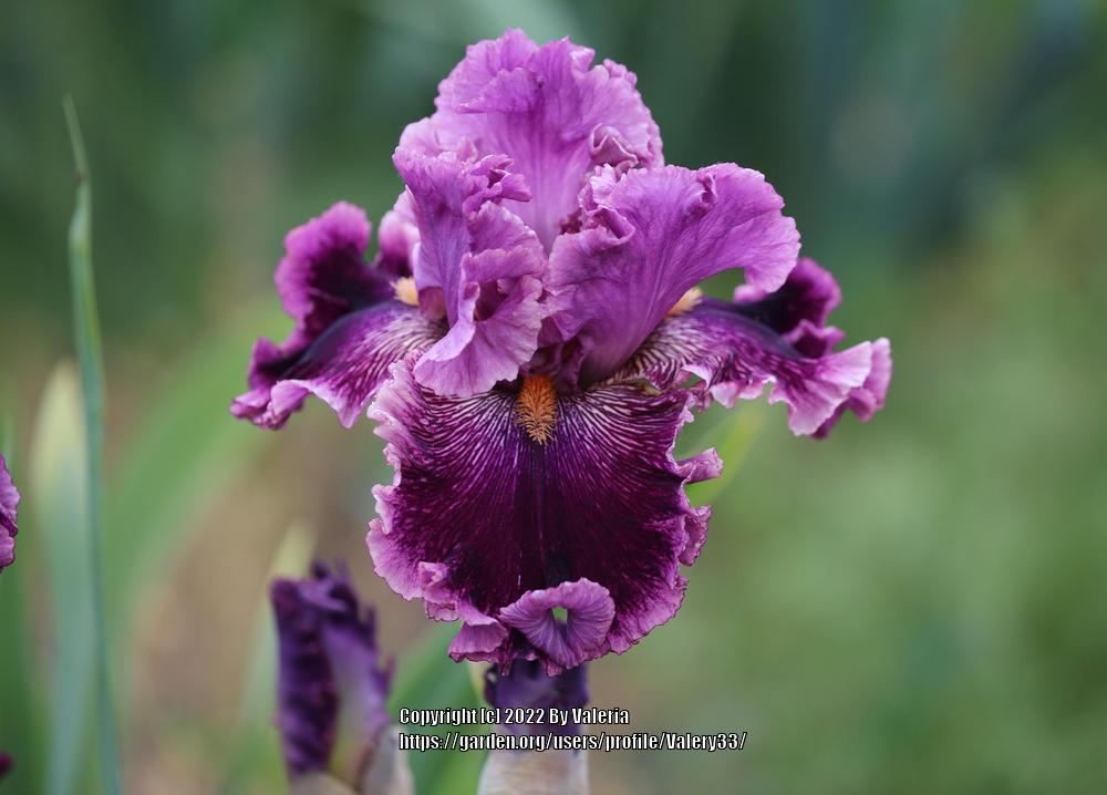 Photo of the bloom of Tall Bearded Iris (Iris 'Cherry Parfait') posted by Valery33 - Garden.org