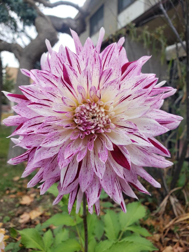 Dahlia 'Brandon Michael' in the Dahlias Database - Garden.org