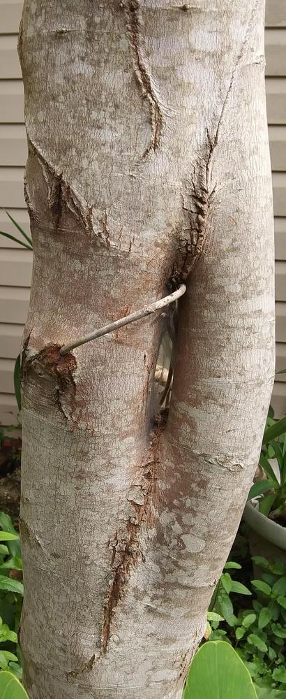 How to accomplish two trees into one? in the Trees and Shrubs forum ...