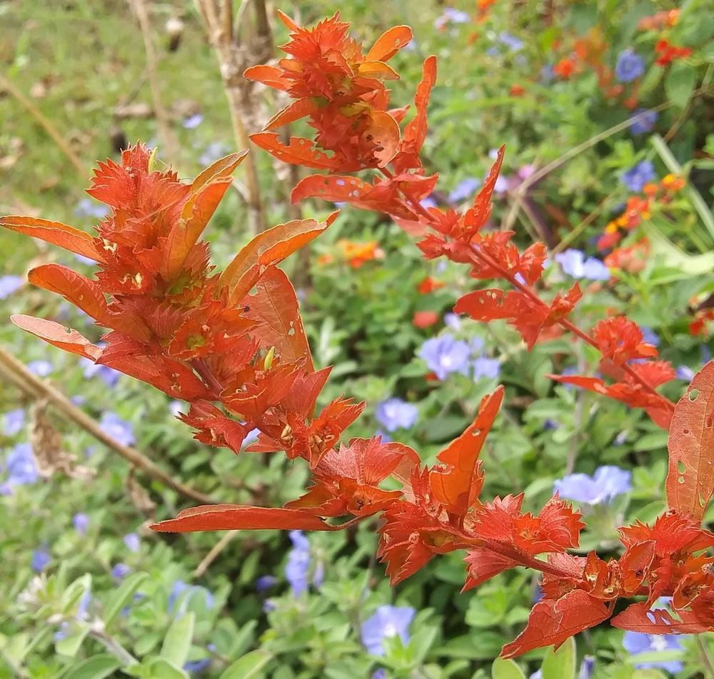 Photo of the fall color of Slender Threeseed Mercury (Acalypha ...