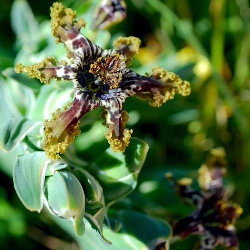 Starfish Lily (Ferraria crispa) - Garden.org