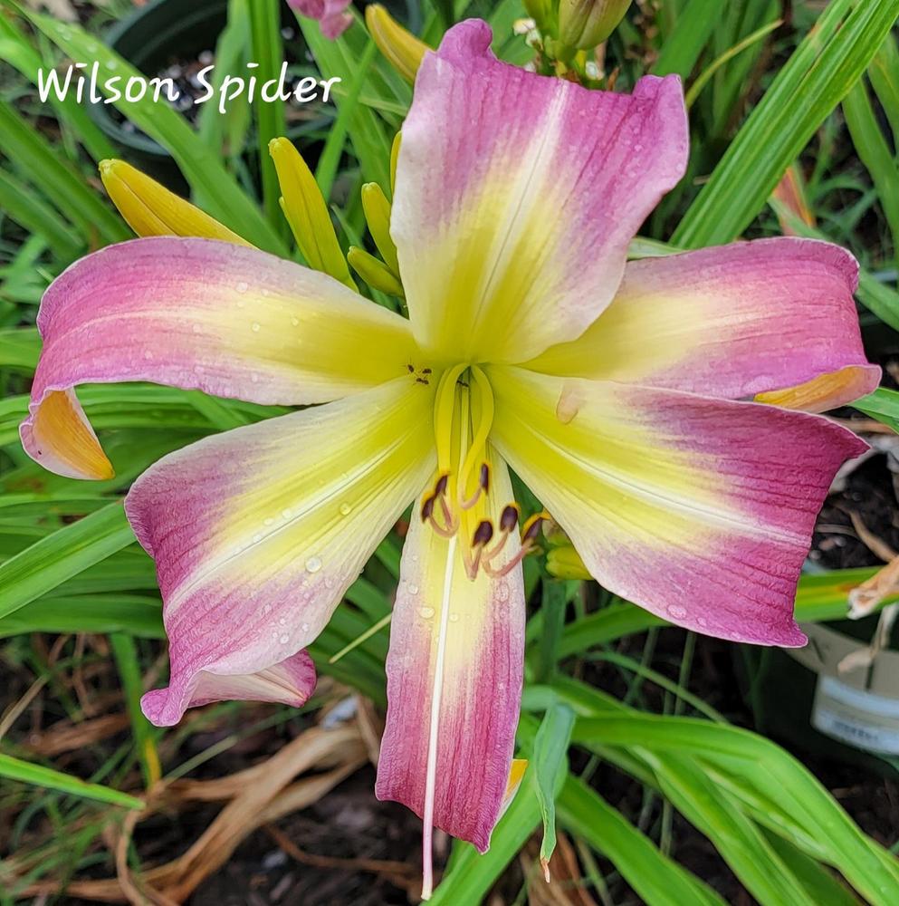 Photo of the bloom of Daylily (Hemerocallis 'Wilson Spider') posted by ...