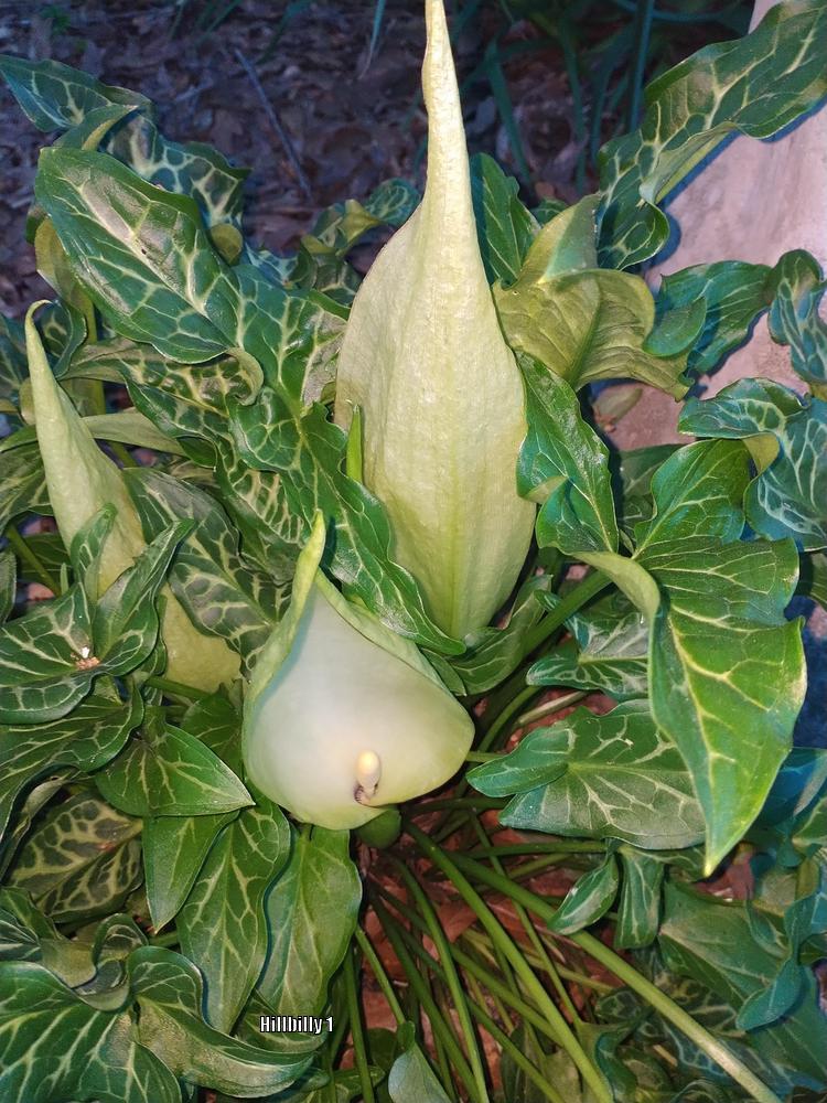 Photo of the entire plant of Italian Arum (Arum italicum) posted by ...
