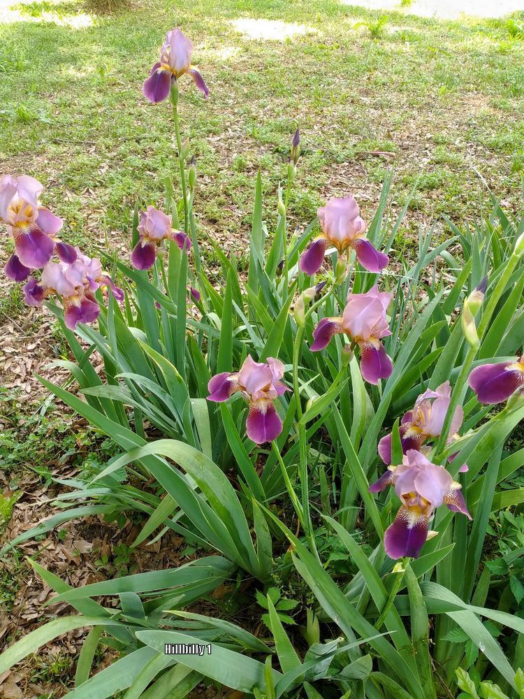 Photo of the entire plant of Tall Bearded Iris (Iris 'Indian Chief ...