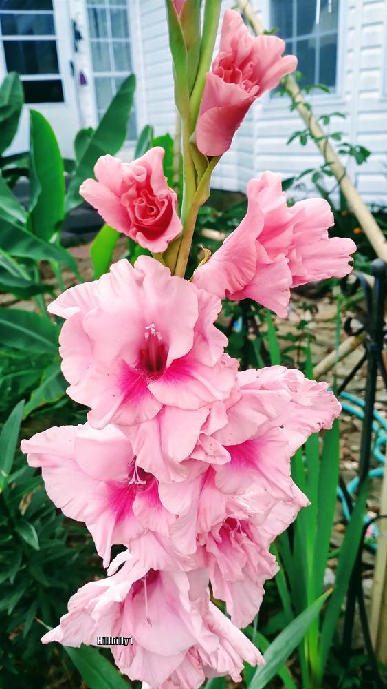 Photo of the bloom of Hybrid Gladiola (Gladiolus x gandavensis 'Tampico ...
