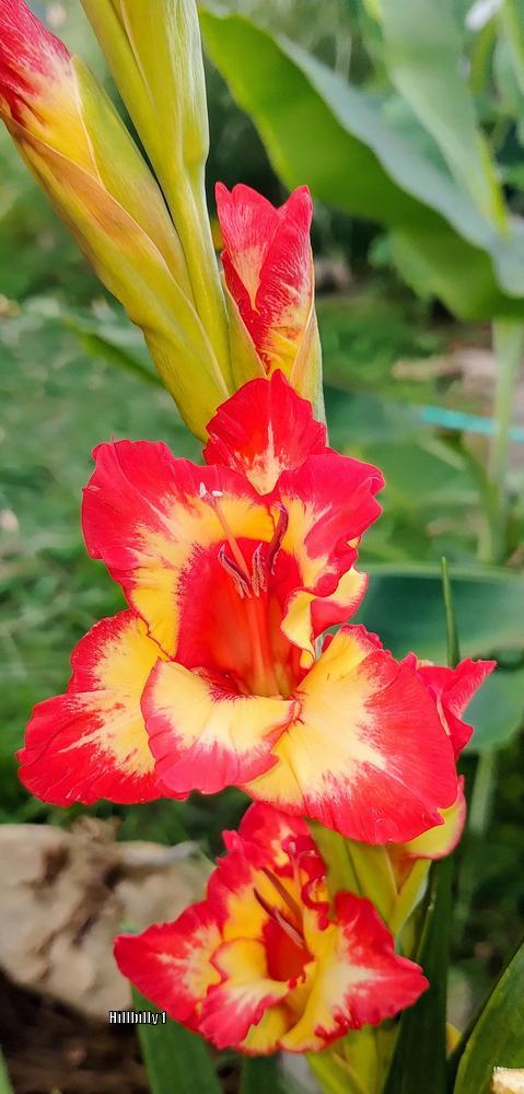 Photo of the bloom of Gladiola (Gladiolus 'Alana') posted by HoodLily - Garden.org