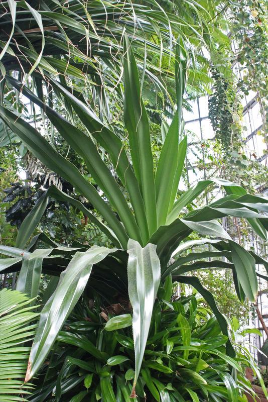 Pandanus dubius - Garden.org