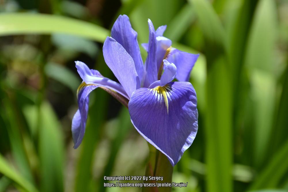 Photo of the bloom of Species X Iris (Iris 'Aquatic Alliance') posted ...