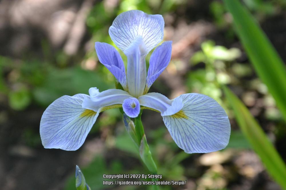 Species Iris (Iris versicolor 'Cascade Mist') in the Irises Database ...