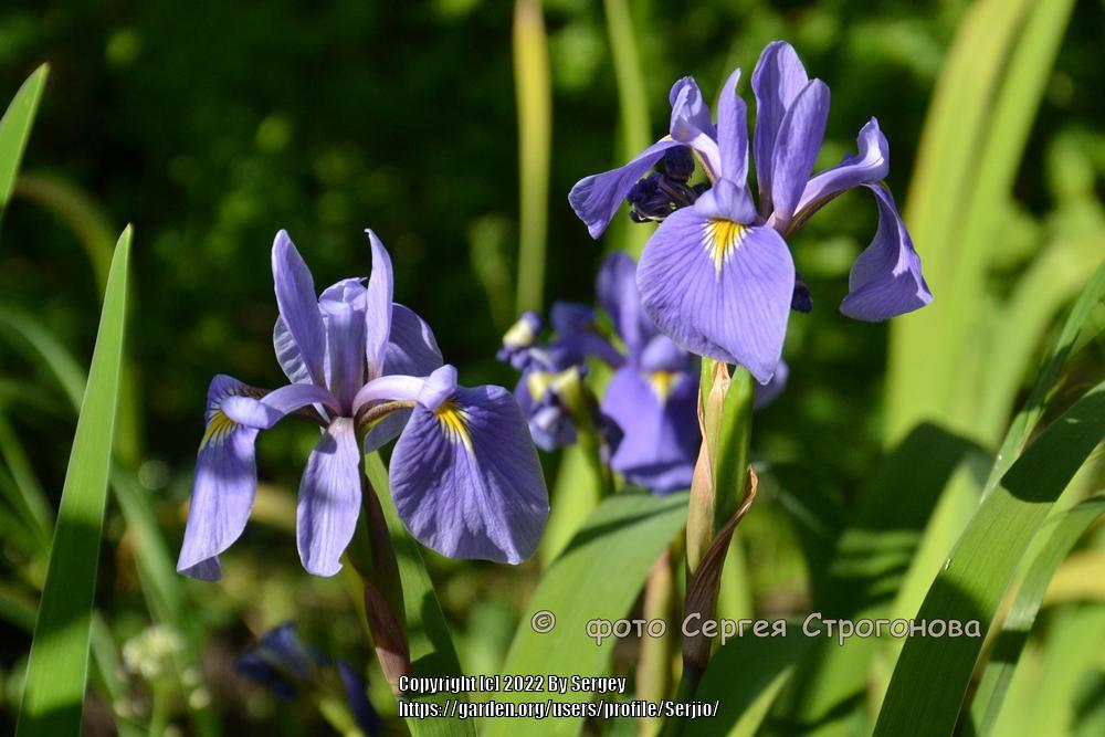 Photo of the bloom of Species X Iris (Iris 'Aquatic Alliance') posted ...