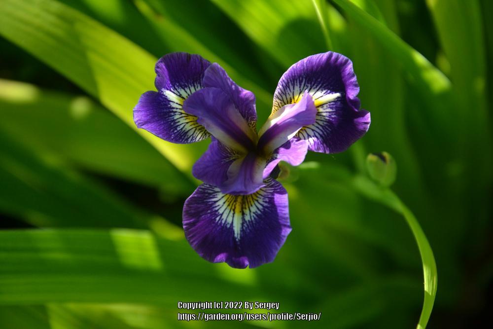 Species X Iris (Iris 'For Jay') in the Irises Database - Garden.org