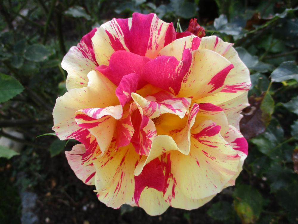 Photo of the bloom of Rose (Rosa 'Claude Monet') posted by Versicolor ...
