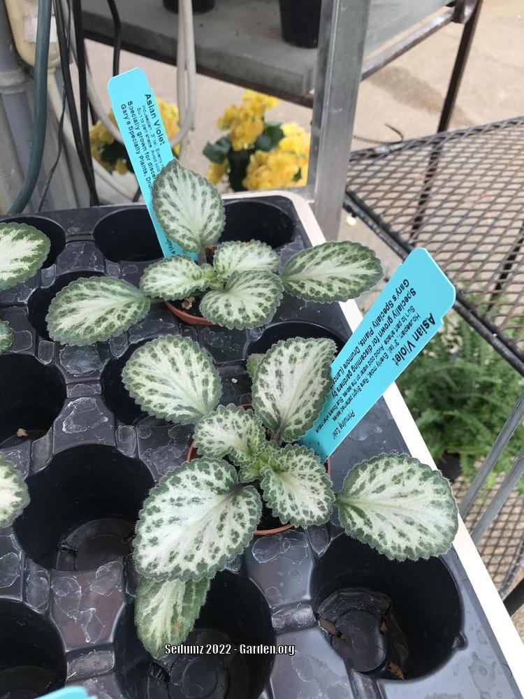 Photo of the entire plant of Chirita (Primulina 'Loki') posted by ...