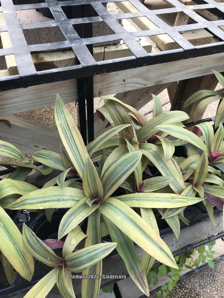 Tradescantia Spathacea Sitara Gold