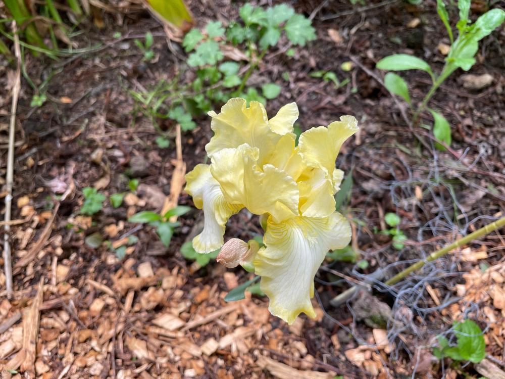 Photo of the bloom of Tall Bearded Iris (Iris 'Lemon Lyric') posted by ...