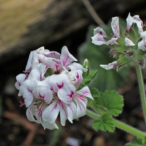Austral Stork's Bill (Pelargonium australe) in the Pelargoniums ...