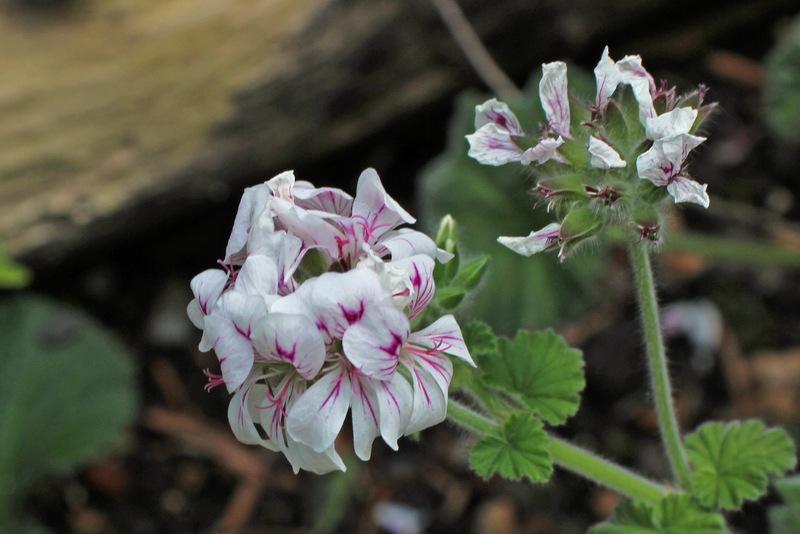 Austral Stork's Bill (Pelargonium australe) in the Pelargoniums ...