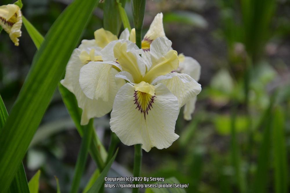 Photo of the bloom of Species X Iris (Iris 'Phantom Island') posted by ...