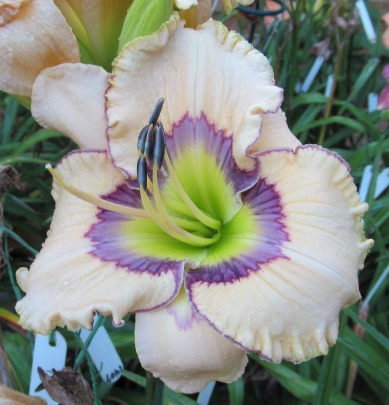 Daylily (Hemerocallis 'Patterns in Time') in the Daylilies Database ...