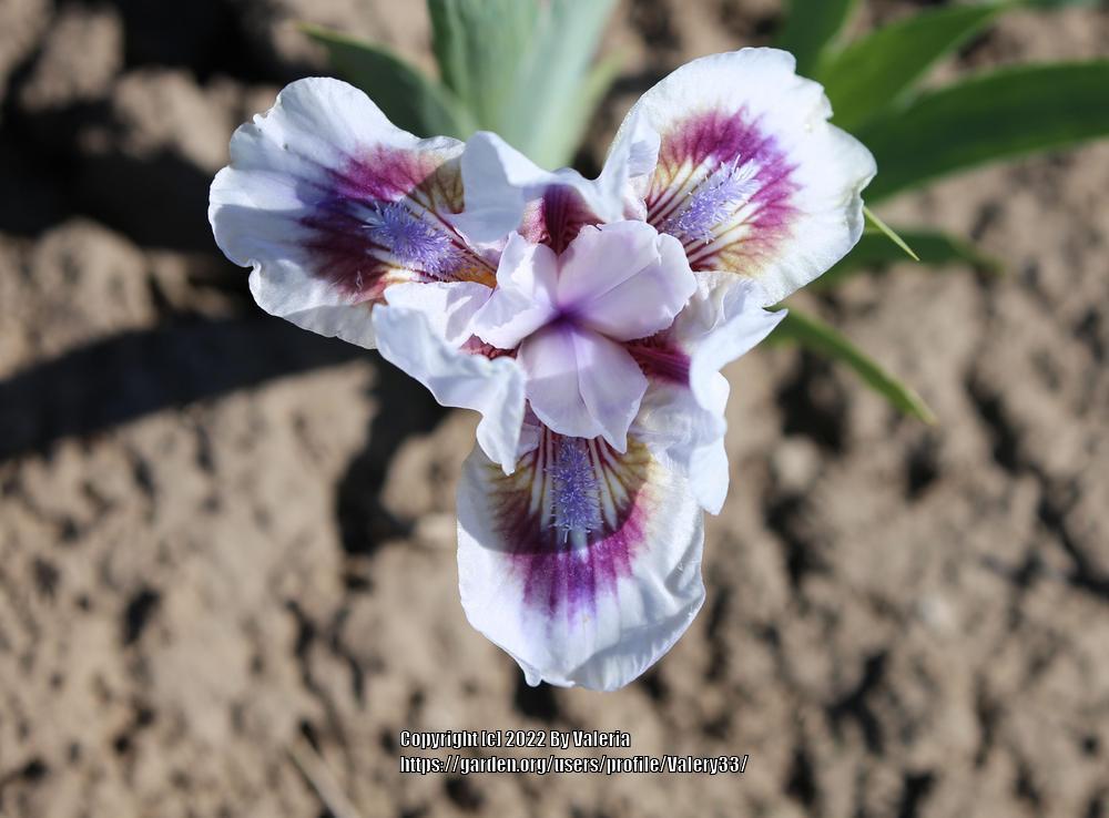 Photo of the bloom of Standard Dwarf Bearded Iris (Iris 'O'Mine ...