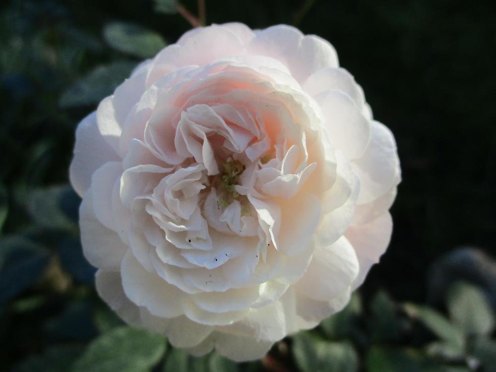 Photo of the bloom of Polyantha Rose (Rosa 'White Pet') posted by ...