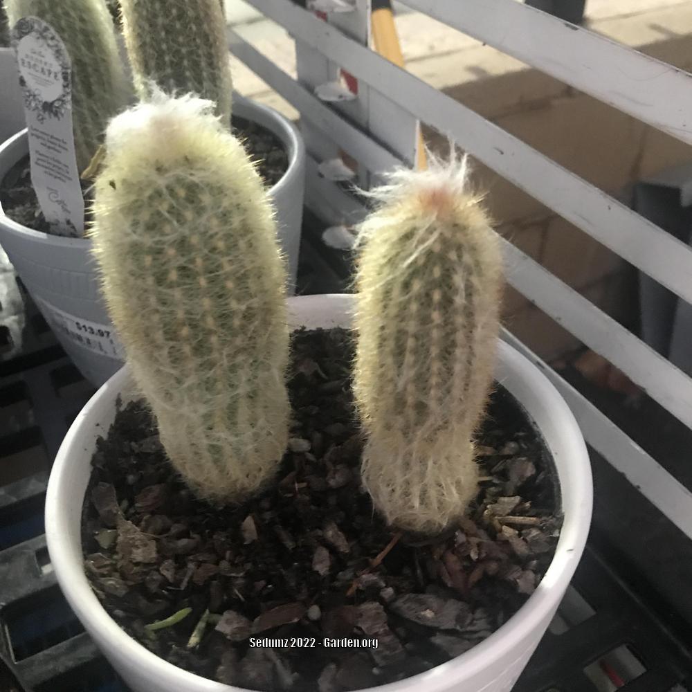 Photo of the entire plant of Oreocereus posted by sedumzz - Garden.org