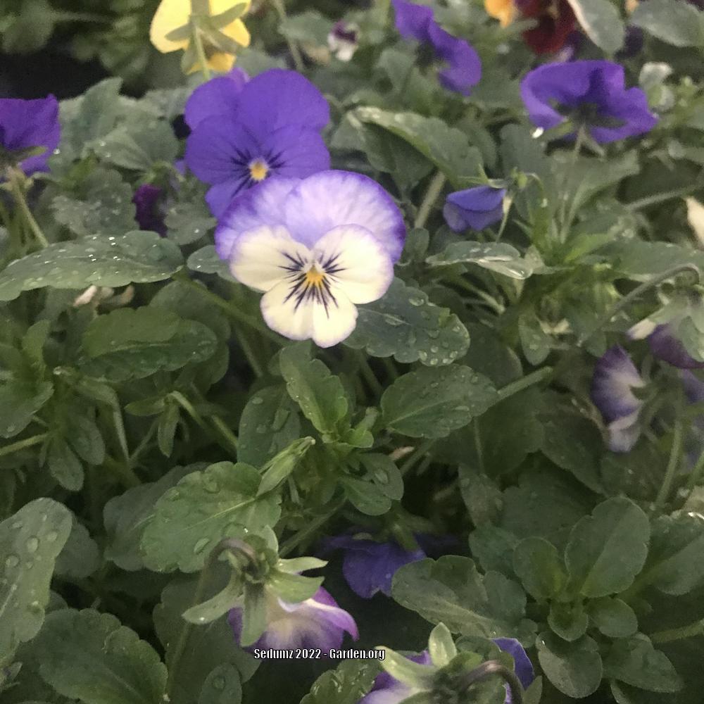 Photo of the entire plant of Pansy (Viola x wittrockiana Cool Wave ...