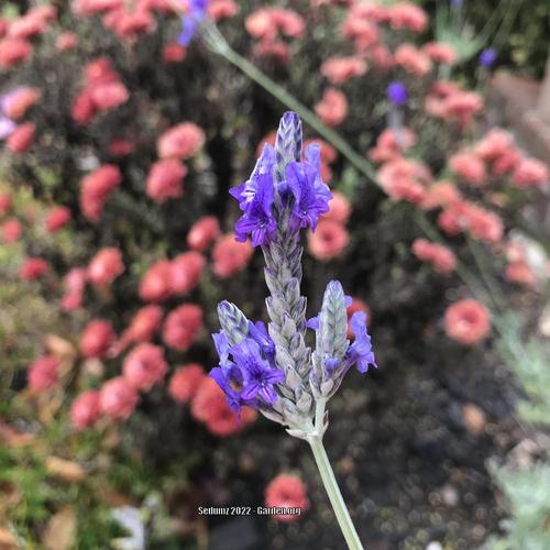 Fern Leaf Lavender (Lavandula pinnata) in the Lavenders Database ...